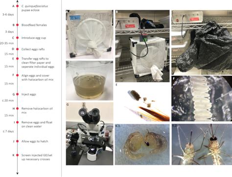 Embryo Microinjection Techniques For Efficient Site Specific Mutagenesis In Culex