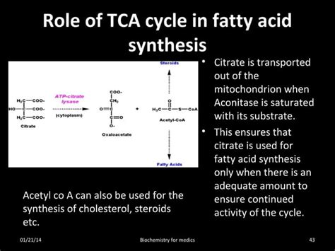 TCA Cycle Steps Regulation And Significance PPT Chemistry Science