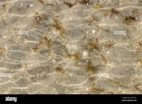 Seabed With Sand Shells And Algae Under Small Waves With Light Reflections As A Background