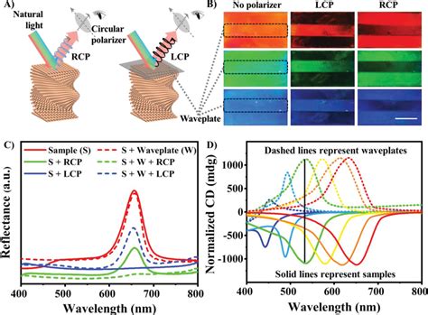 Polarization Properties Of Cpcc A Schematic Diagram Illustrating The Download Scientific