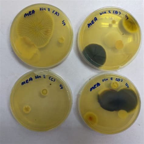 Microbiology Testing Lab In Malaysia A A Scientific Resources