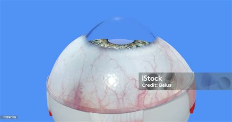 눈 해부학 동공 근육 각막 홍채 결막 공막 와르티코제 정맥 렌즈 테논 캡슐 주요 부분을 보여주는 정확하고 매우 상세하고 사실적인 3d 그림 파란색 배경입니다 각막에 대한