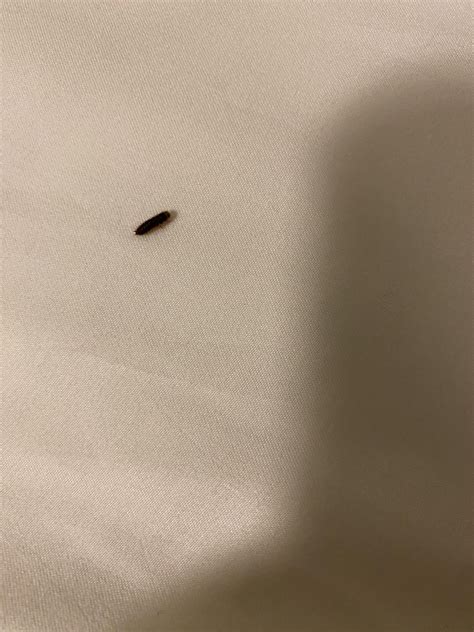 Can You Identify This Bug Rbugsareawesome