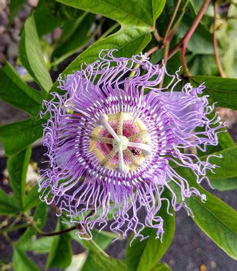 150 Best Passiflora Images On Pholder Gardening Botanical Porn And