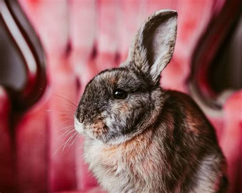 Harlequin Rabbit