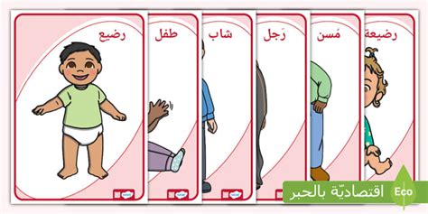 بطاقات مراحل نمو الإنسان