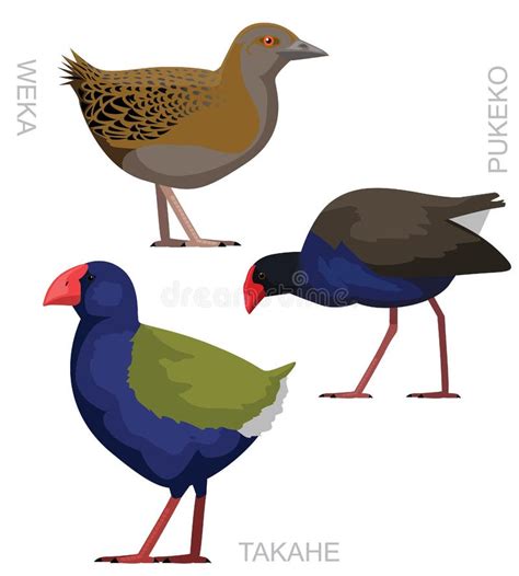 Bird New Zealand Swamphen Pukeko Weka Takahe Vector Stock Vector Illustration Of Cartoon