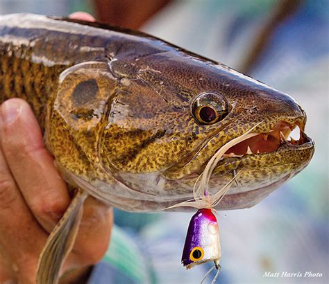 Freshwater Wolf Fish Aimara Wolf Fish 6 7 Hoplias Aimara Product