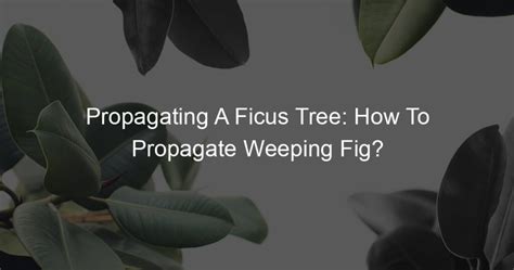 Propagating A Ficus Tree How To Propagate Weeping Fig Ficus To Life