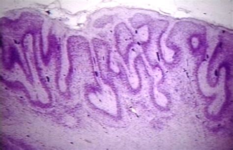 00237648 Peir Digital Library