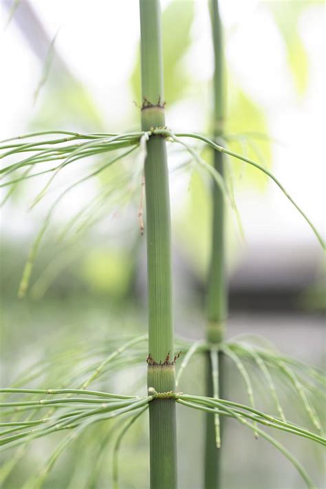 Equisetum Giganteum