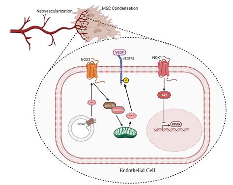 Figure 2 From Understanding Reactive Oxygen Species In Bone Regeneration A Glance At Potential