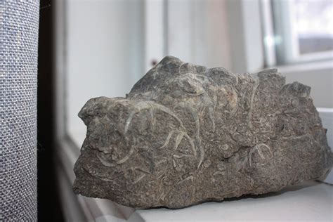 Help Me Identify This Very Peculiar Fossil Please R Fossilid