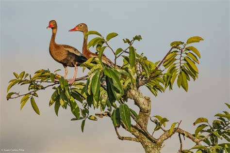 La Tovara Uno De Los Ecosistemas De Mayor Biodiversidad En México