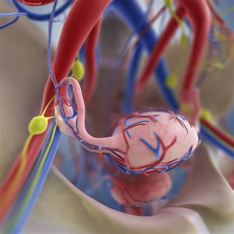 Female Reproductive System Artwork 4 Art Print By Science Photo