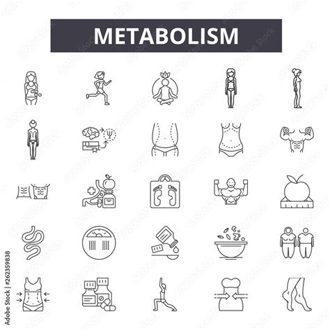 Metabolism Line Icons Signs Set Vector Metabolism Outline Concept Illustration Metabolism