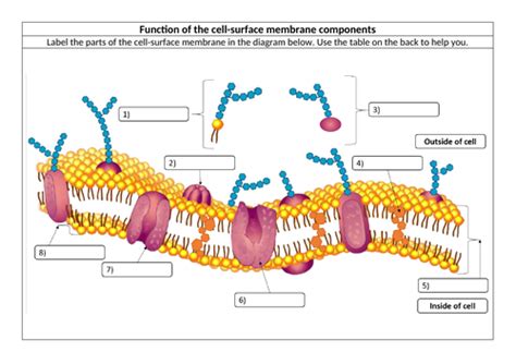 231 Cell Surface Membrane As Level Teaching Resources