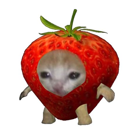 Strawberry Cat Cat Memes Funny Cats Cat Icon