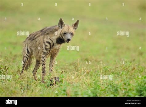 Striped Hyena Hyaena Hyaena In The Green Plains Of Ngorongoro