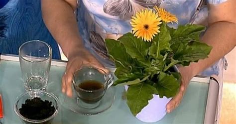 Тор за стайни растения