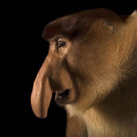 Proboscis Monkey National Geographic