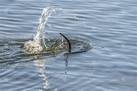 水鼠 arvicola sapidus 在自然公园的沼泽Ampurdán