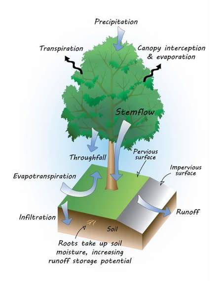 Soak Up The Rain Trees Help Reduce Runoff Us Epa