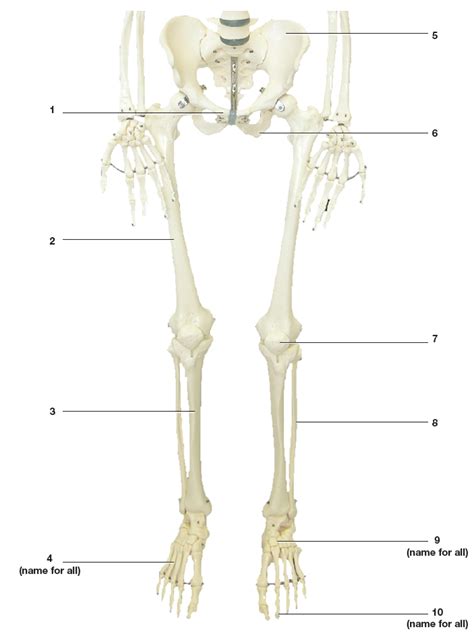 Appendicular Skeleton 2 Diagram Quizlet