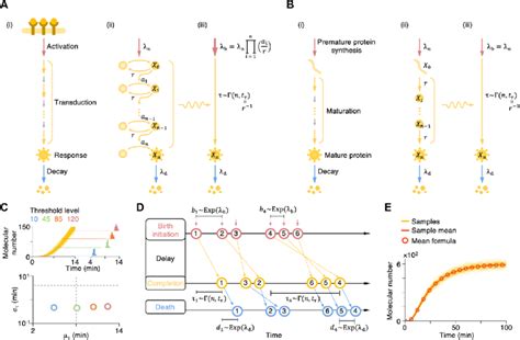 Sequential Biological Processes Can Be Described With A Delayed Download Scientific Diagram
