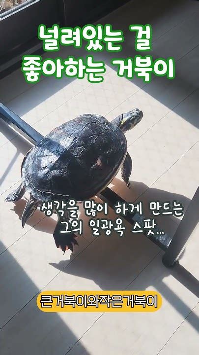 일광욕 하는 거북이 🐢 Shorts Youtube