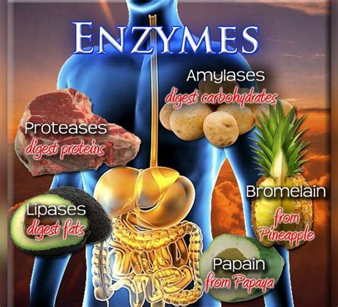 What Do Enzymes Do Know Types And Their Functions OnlyMyHealth