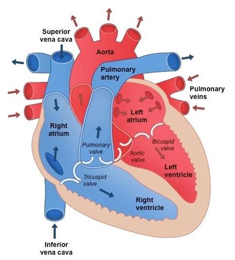 The Four Chambered Heart
