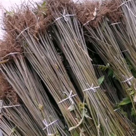 秋季出售大棚香椿树苗 露天种植香椿苗 现挖现卖