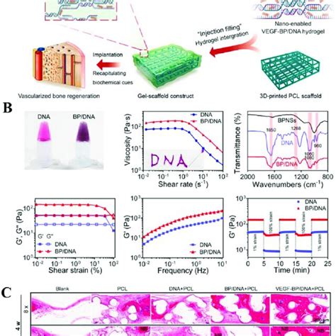 Schematic Illustration Of A Dynamic Hydrogel Formed By Oxidized Download Scientific Diagram