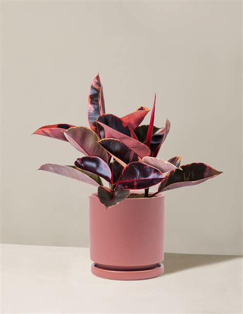Ficus Ruby Tropical Indoor Plants And Houseplants For Delivery The Sill