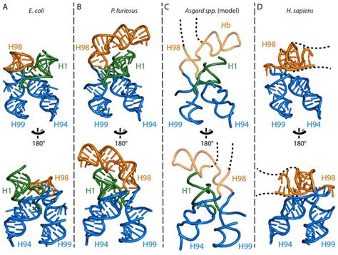 Ribosomal Rna Structure Widespread Germline Genetic Heterogeneity Of