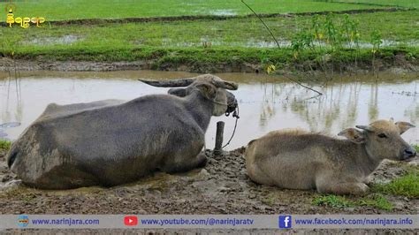 ကျောက်ဖြူတွင် စစ်တပ်အနီးမှ စစ်ရှောင်သွားကြသည့်ဒေသခံများ၏ ကျွဲ၊ နွားများအား စစ်တပ်က ဖမ်းဆီးစားသောက်နေ