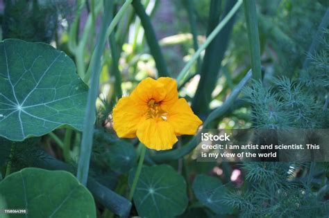 퍼머 컬쳐 원예 원칙 유기농 정원 나스투르티움 양파 딜 당근 채소와 식물 사이의 시너지 0명에 대한 스톡 사진 및 기타 이미지 Istock