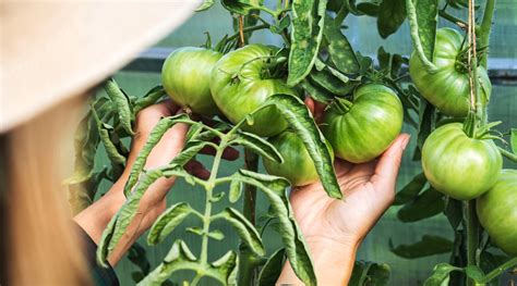 Bacterial Wilt In Tomatoes Identification And Prevention