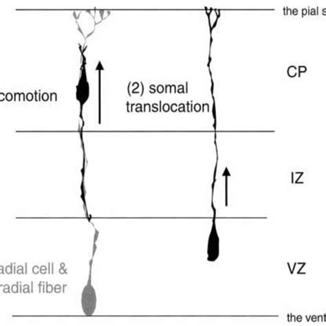 Modes Of Radial Migration 1 The Locomotion Cell Migrates Along A Download Scientific Diagram