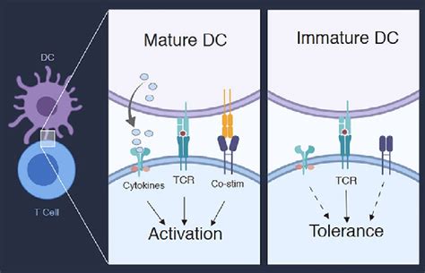 The Maturation Status Of Dendritic Cells Dcs Determines T Cell Download Scientific Diagram