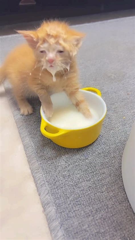Kitten Milk Face