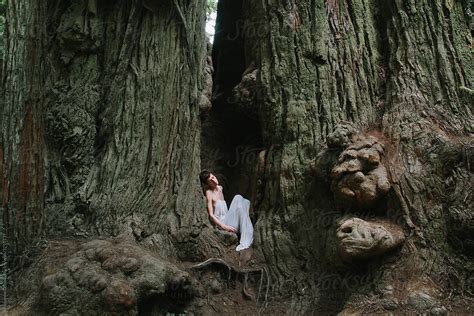 Woman In Large Tree In Mysterious Redwood Forest By Stocksy Contributor Maryanne Gobble