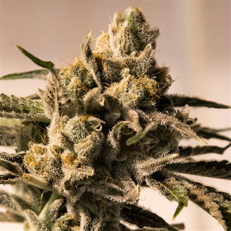 Cherry Pie Fast 1 Ud High Speed Buds