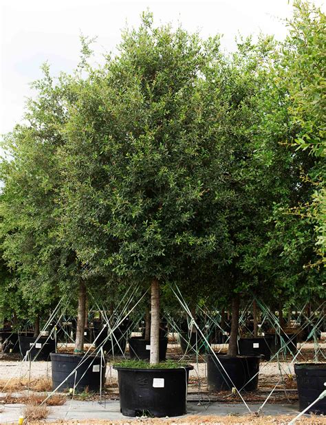 Live Oak Tree Dallas Texas Treeland Nursery