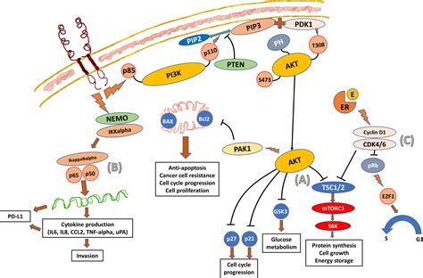 Signal Transduction Pathway Cancer