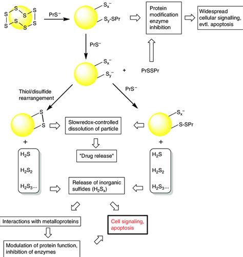 A Schematic Overview Of Possible Interactions Of Sulfur Nanoparticles Download Scientific