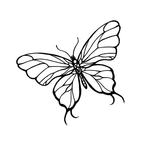 Line Drawing Of Butterfly At Getdrawings Free Download