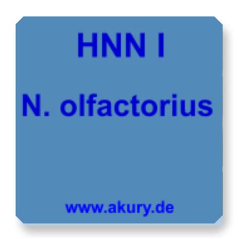 Hnn I N Olfactorius Akury