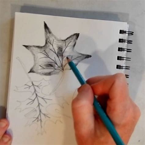 Draw Easy Fall Leaves Step By Step Realistic Autumn Leaf Sketch Artlooklearn Com